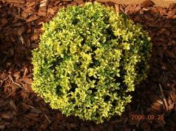 Euonymus japonicus ’Microphyllus aureovariegatus’