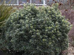 Euonymus japonicus ’Microphyllus albovariegatus’