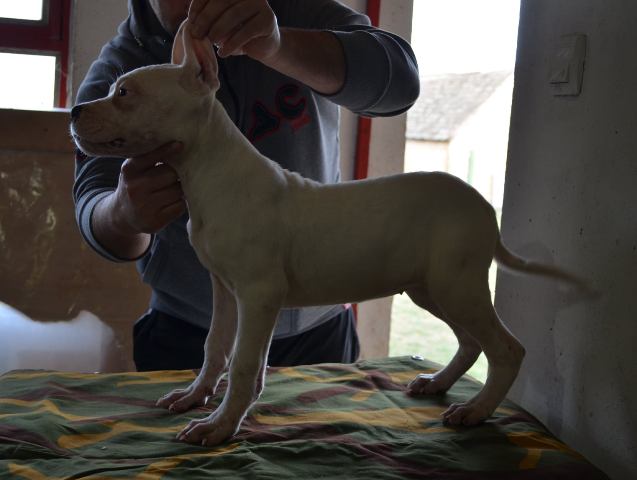 Dogo Argentino, štenci