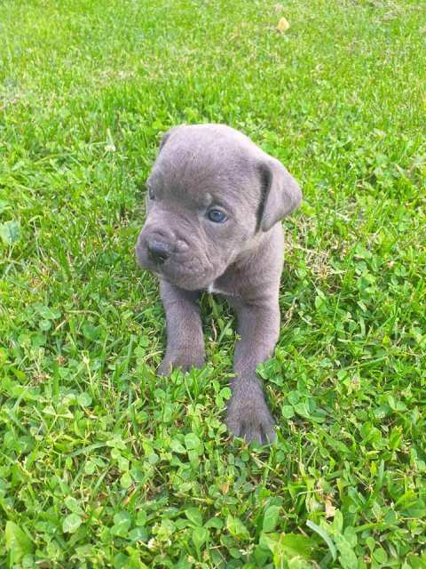 Cane Corso, štenci