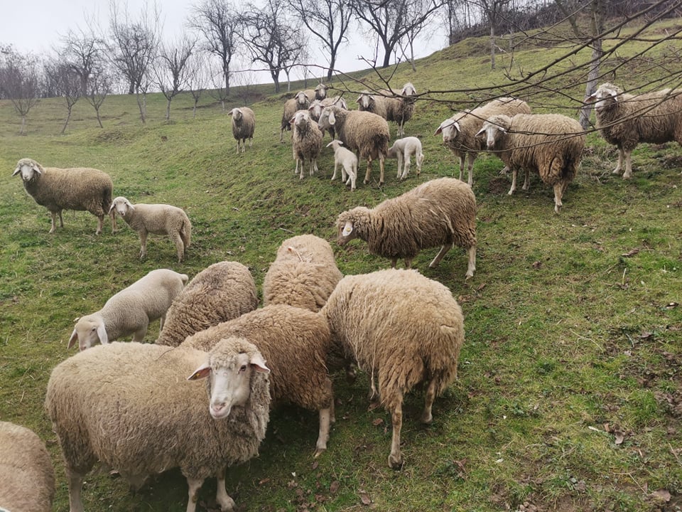 Stado ovaca na prodaju