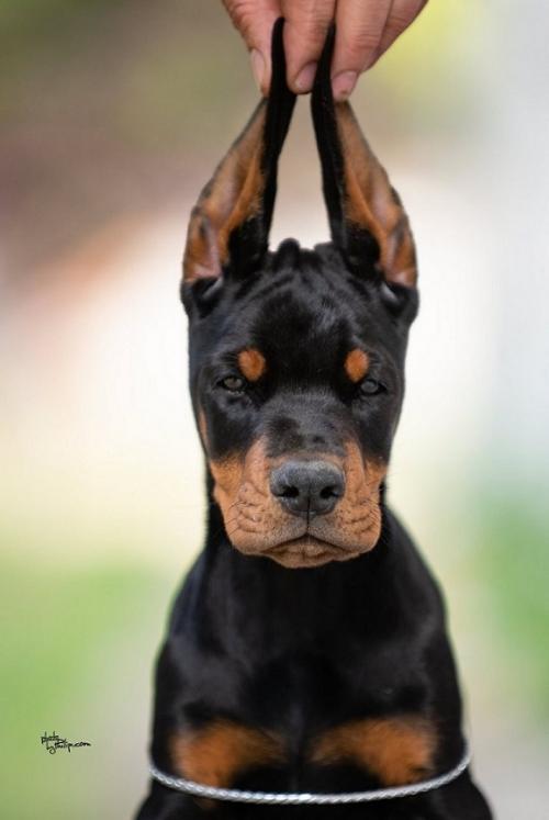 Doberman štenad