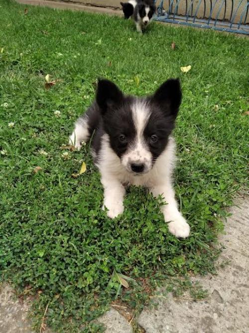 Border Collie stenci