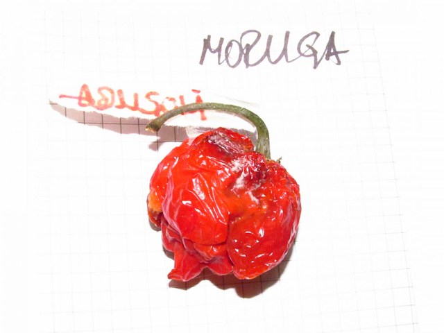 Trinidad Scorpion Moruga Red, seme 5 komada