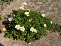 Potentilla rupestris alba,niska perena