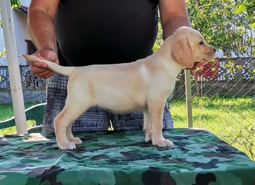 LABRADOR retriver stenci