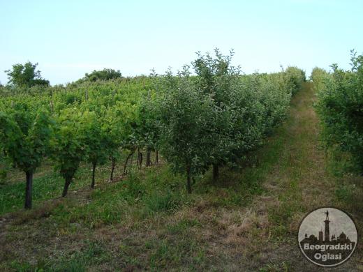 Vinograd i vocnjak sa vikendicom -Beocin - gradjevinsko zemljište