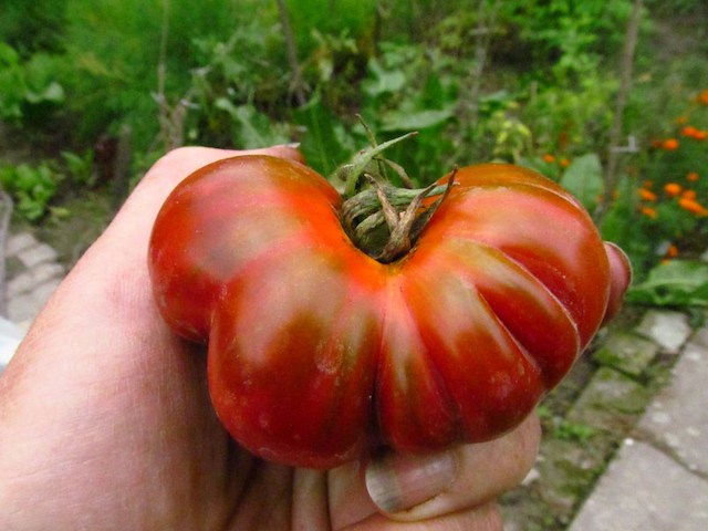 Delta dvorf paradajz, seme 10 komada