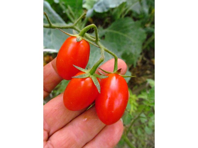 Crvene suzice paradajz, seme 10 komada