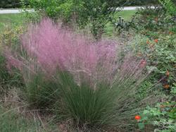 Eragrostis spectabilis - ukrasna trava