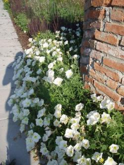 Oenothera speciosa White - noćurak