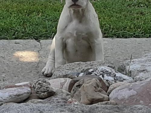 Dogo argentino