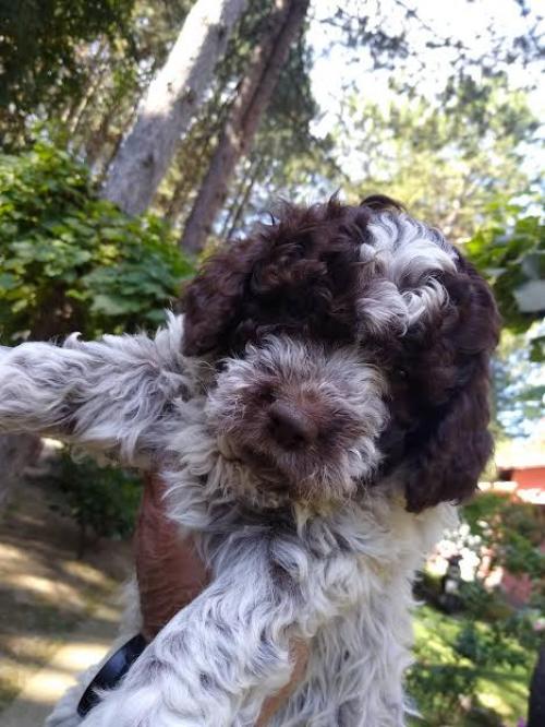 Lagotto romagnolo