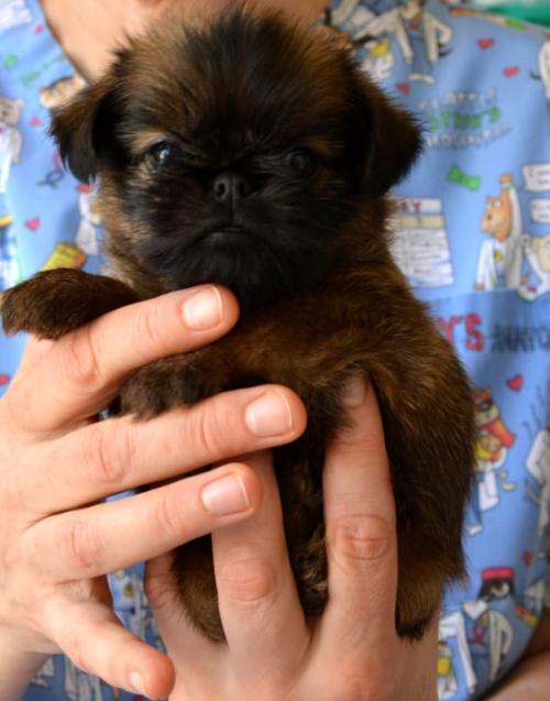 Brussels griffon ( Briselski griffon )