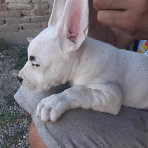 Dogo Argentino