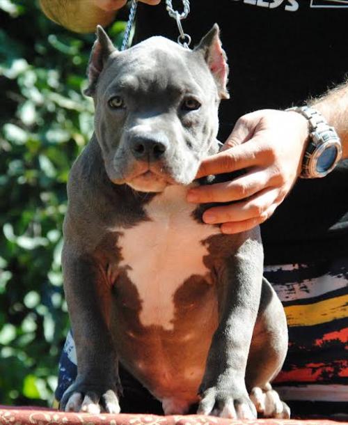 American bully