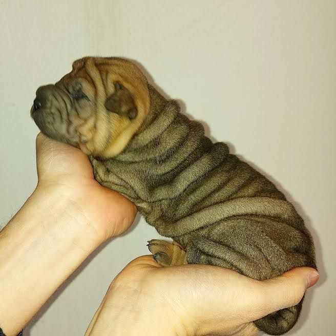 Shar Pei štenci