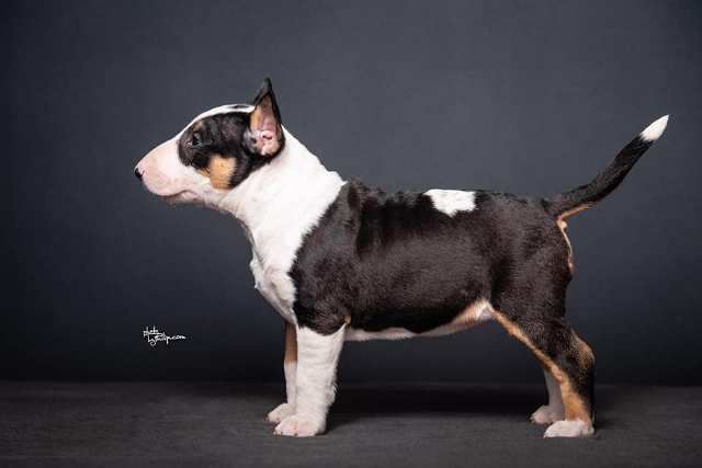 Bull terrier, štenci