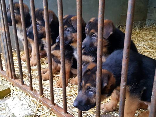 NEMAČKI OVČARI – šampionsko poreklo – NOVO LEGLO