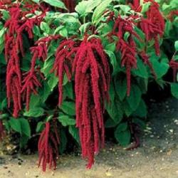 Amaranthus caudatus