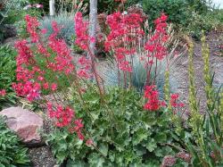 Heuchera sanguinea Splendens - koralni zvončić crvenog cveta