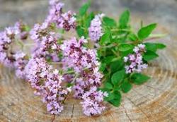 MAJORAN (ORIGANUM MAJORANA) - 100 SEMENA