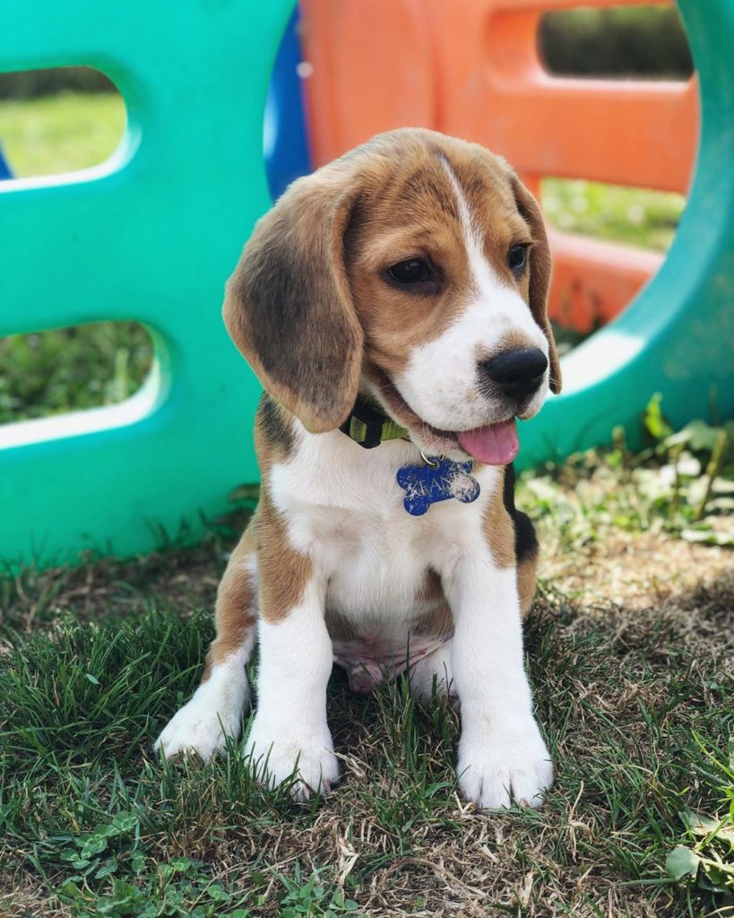 Lijepi psići Beagle na prodaju.