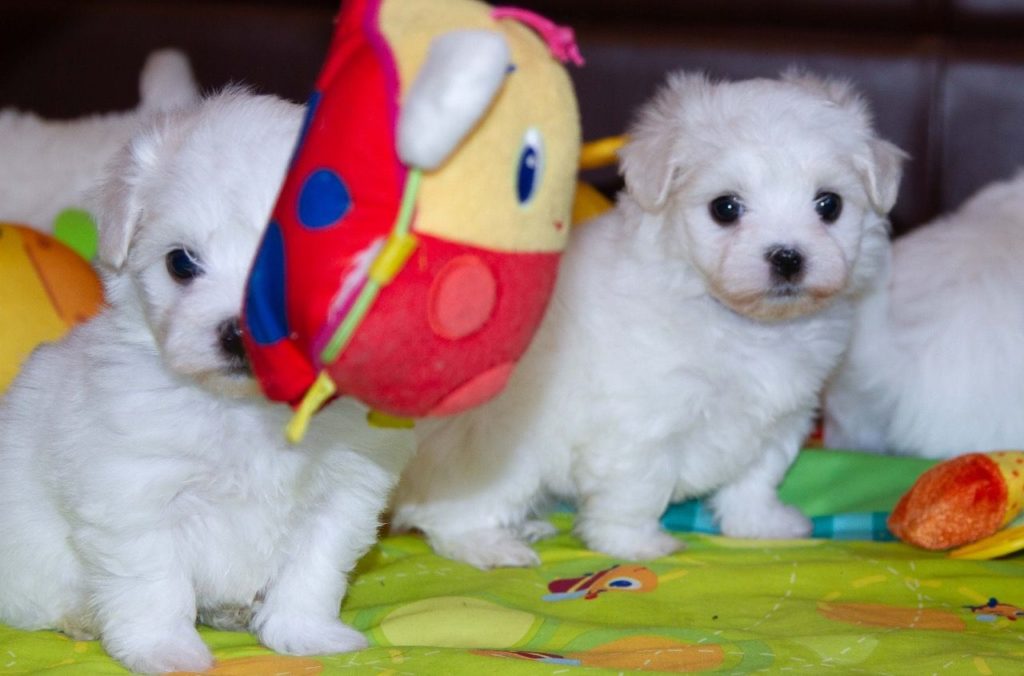 loving Maltese ready for adoption.