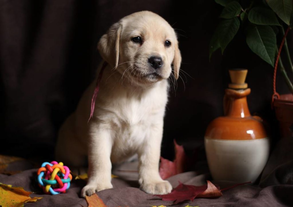 ljubavni labrador spreman za posvajanje.