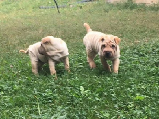 Šar pej (Shar pei) štenci