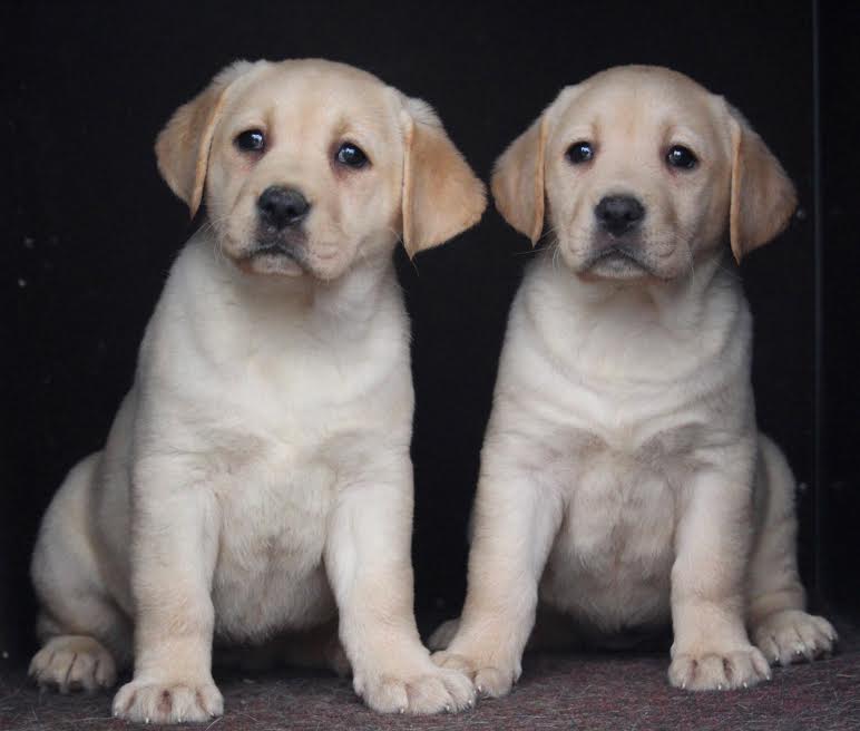 Štenci Labradora