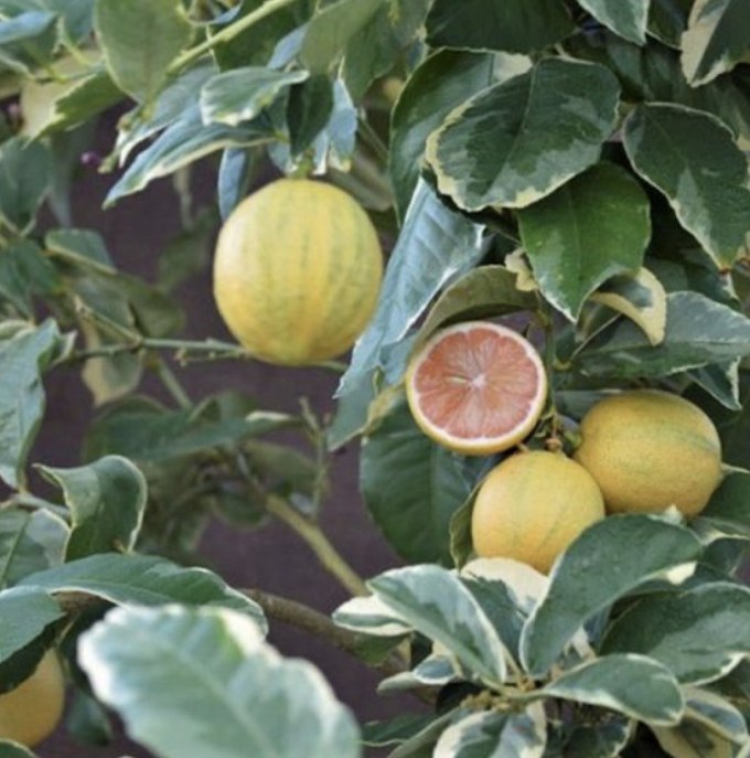 Limun šarenolisni