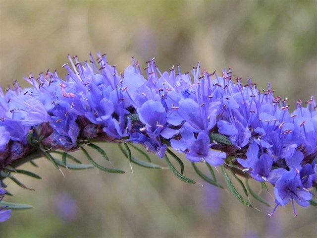 MILODUH (HISSOPUS OFFICINALIS) - 100 SEMENA