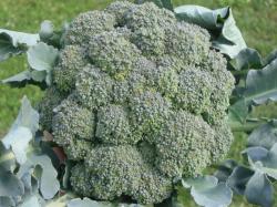 Brokoli Corvet