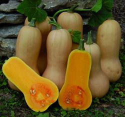 Cucurbita Moschata - Tikvica