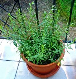 Estragon ( Artemisia dracunculus )