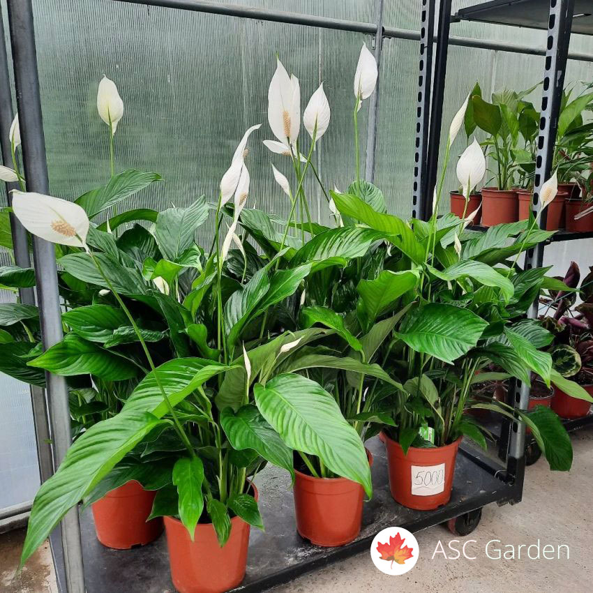 Spathiphyllum Sweet Laureta 100 cm