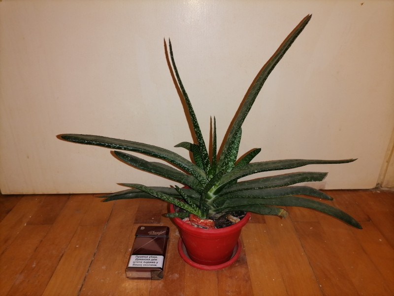 Gasteria carinata var. verrucosa - Otvorena knjiga