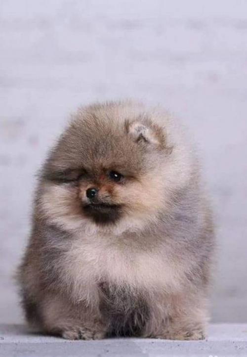 Pomeranac Boo