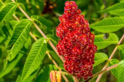 Rhus typhina / Kiseli ruj