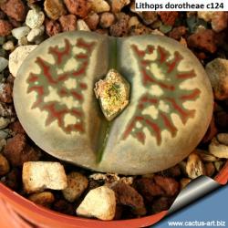 Lithops dorothea /C124/ - 20 semenki