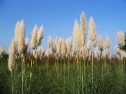 Cortaderia selloana