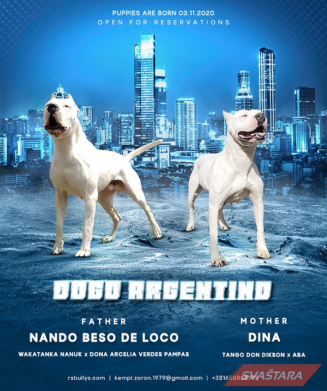 Dogo argentino štenci