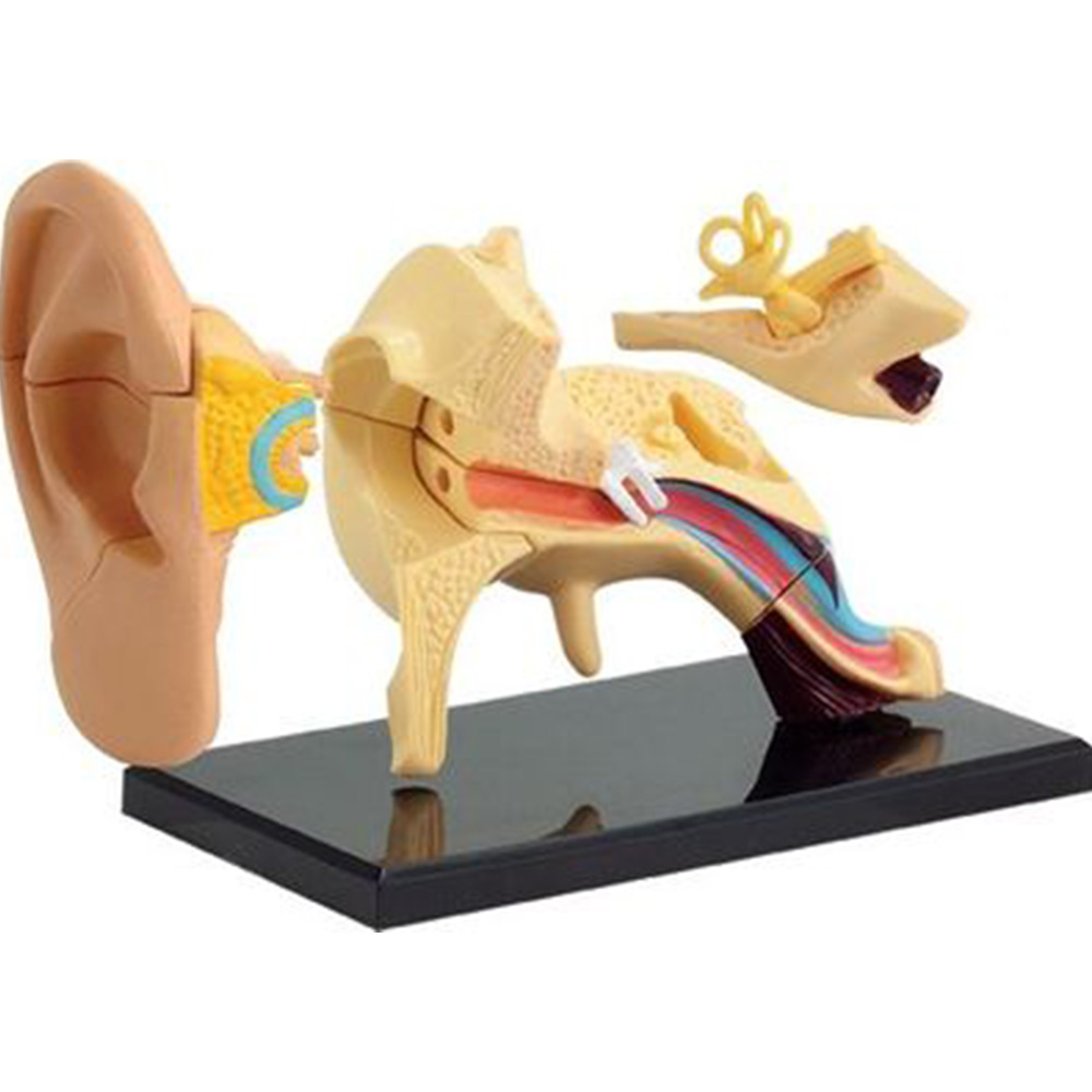 Model ljudskog uha