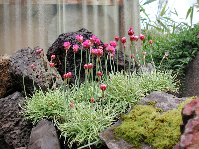 Armeria maritima ‘Nifty Thrifty’ 0,8l