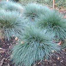 Festuca glauca 0,8l