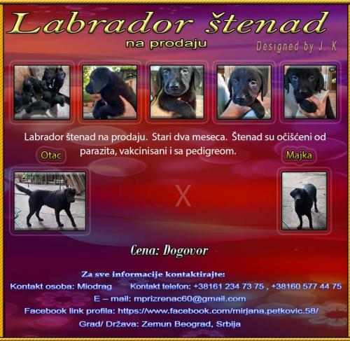 Labrador