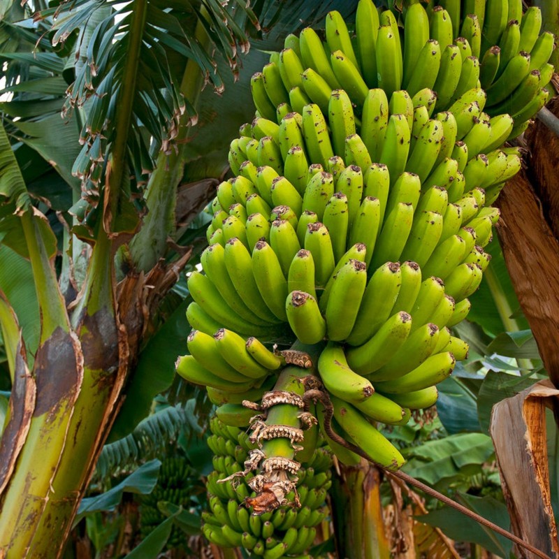 Seme divlje šumske banane (Musa yunnanensis)