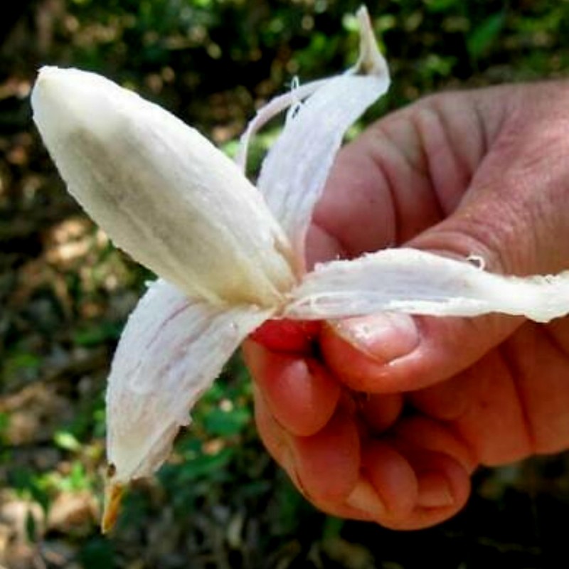 Plumierova bromelija seme (Bromelia karatas)