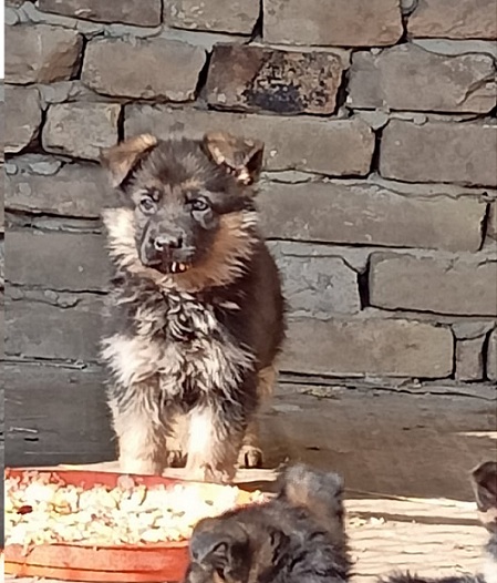 Nemački ovčar, štenci dobrog karaktera